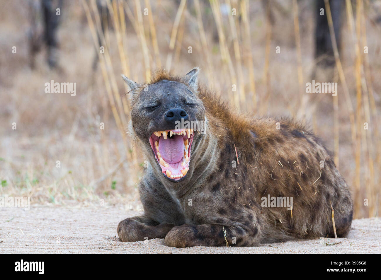 Hyena tail hi-res stock photography and images - Alamy