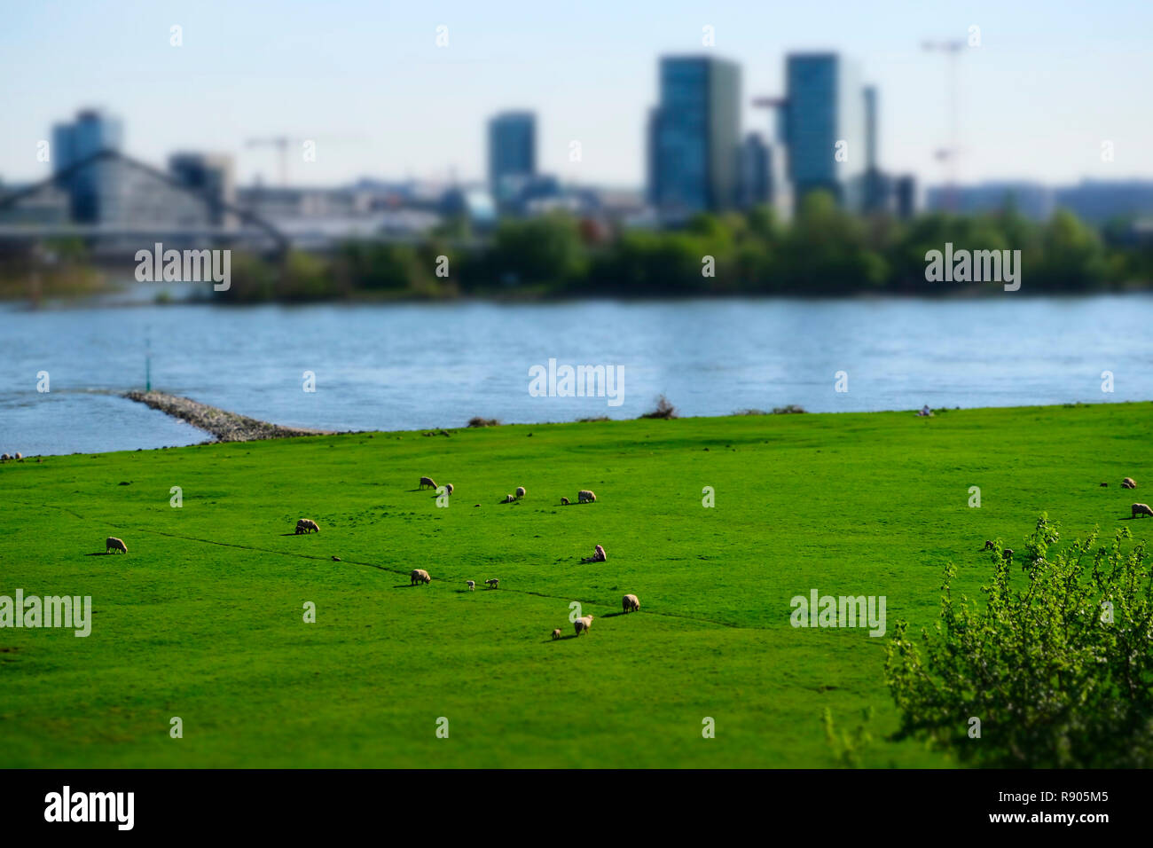 Sheep and people on the meadows of the left Rhine river bank with ...