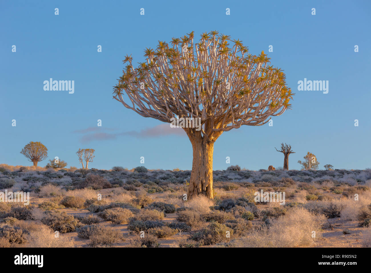 Large Quiver Tree Stock Photo - Alamy
