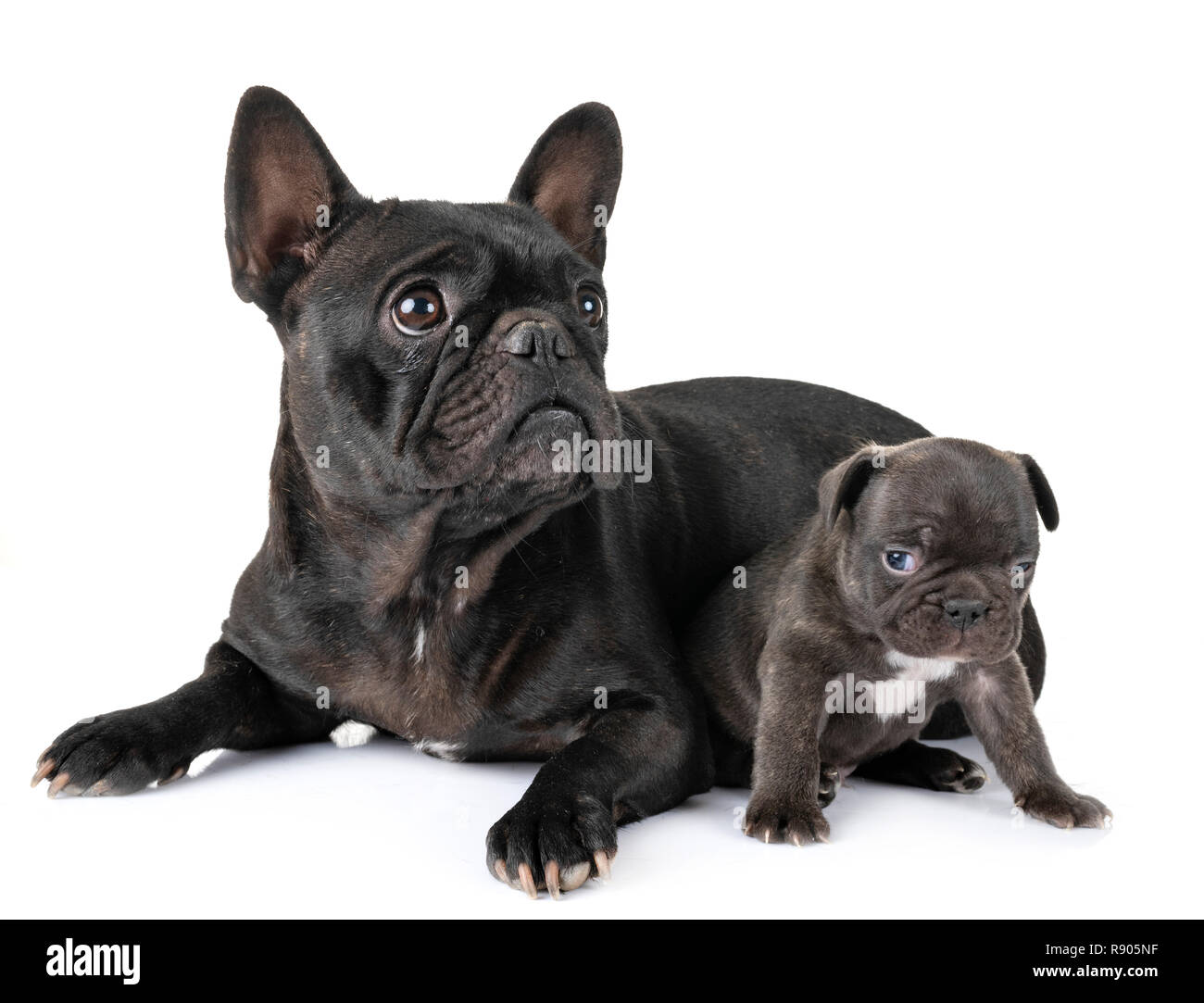 family french bulldog in front of white background Stock Photo - Alamy