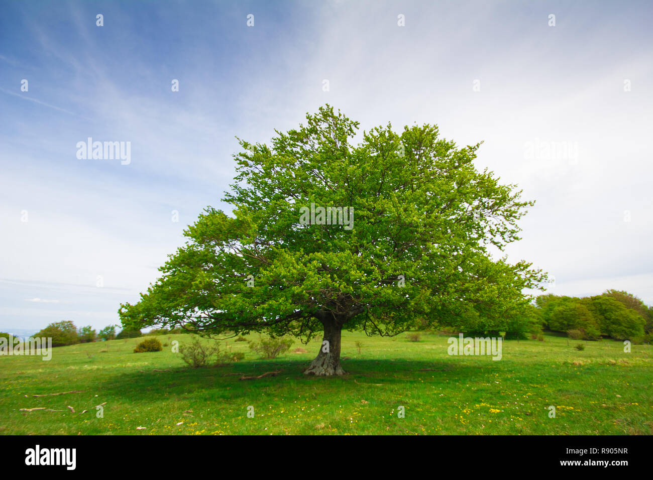 Photo of big beech tree isolated on the top of the hill Stock Photo - Alamy