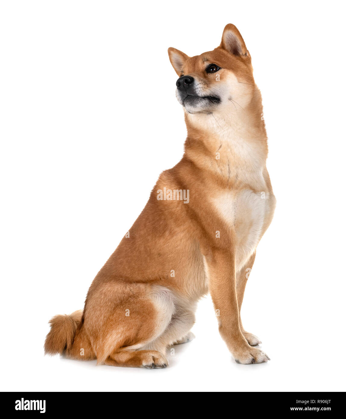 shiba inu in front of white background Stock Photo - Alamy