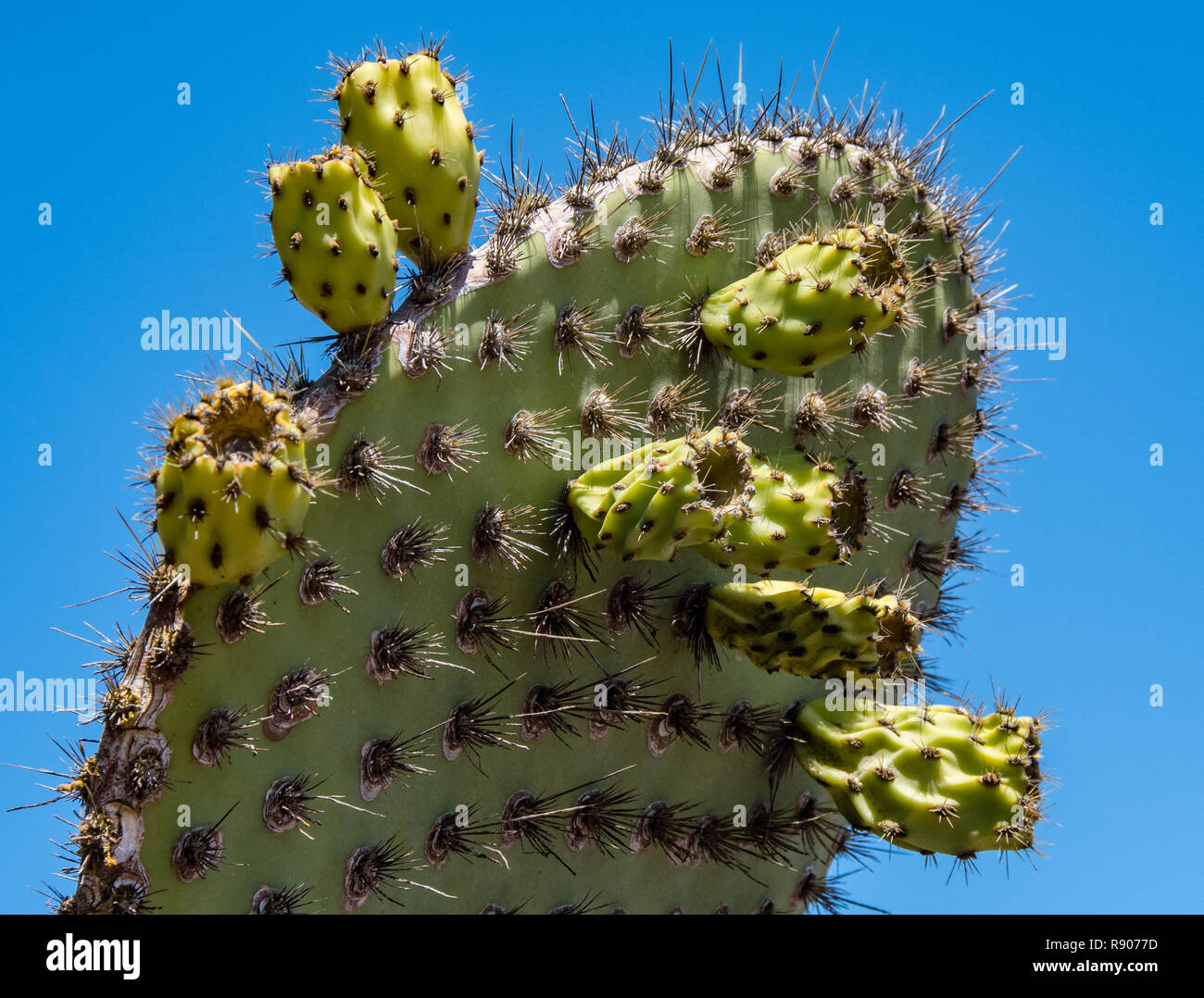 Fruits of giant cacti of the Galapagos Islands Stock Photo - Alamy