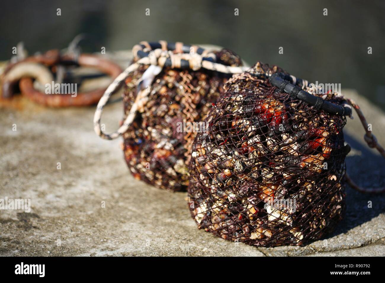 Percebes fishing hi-res stock photography and images - Alamy