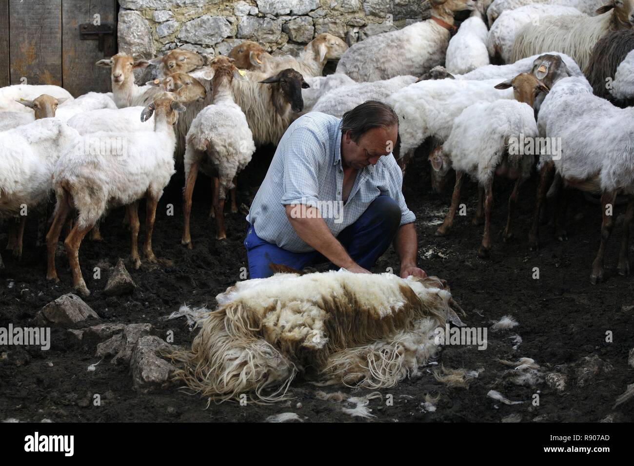Spain, Asturias, National Park Picos de shepherd shearing sheep Stock ...