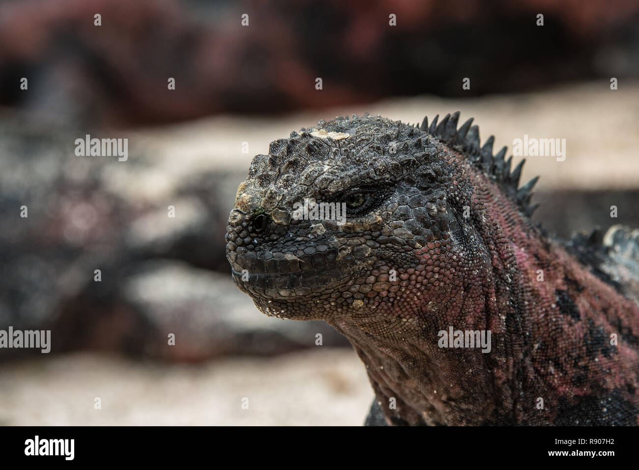 Marine Iguana of the Galapagos Islands Stock Photo - Alamy