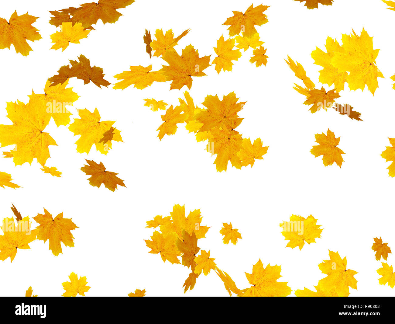 Falling autumn leafs of maple Stock Photo - Alamy