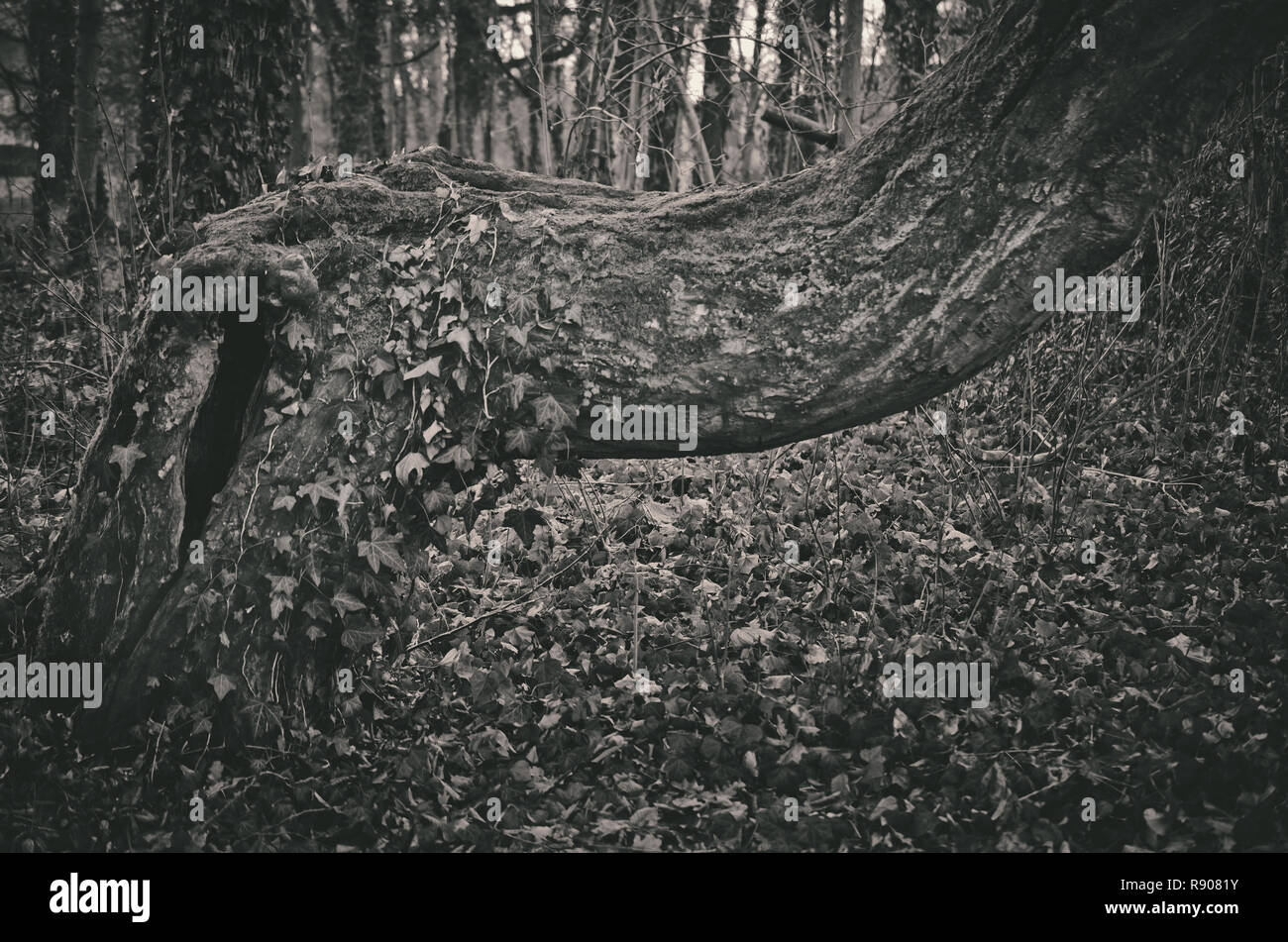 Crooked and abstract grown tree trunk Stock Photo - Alamy