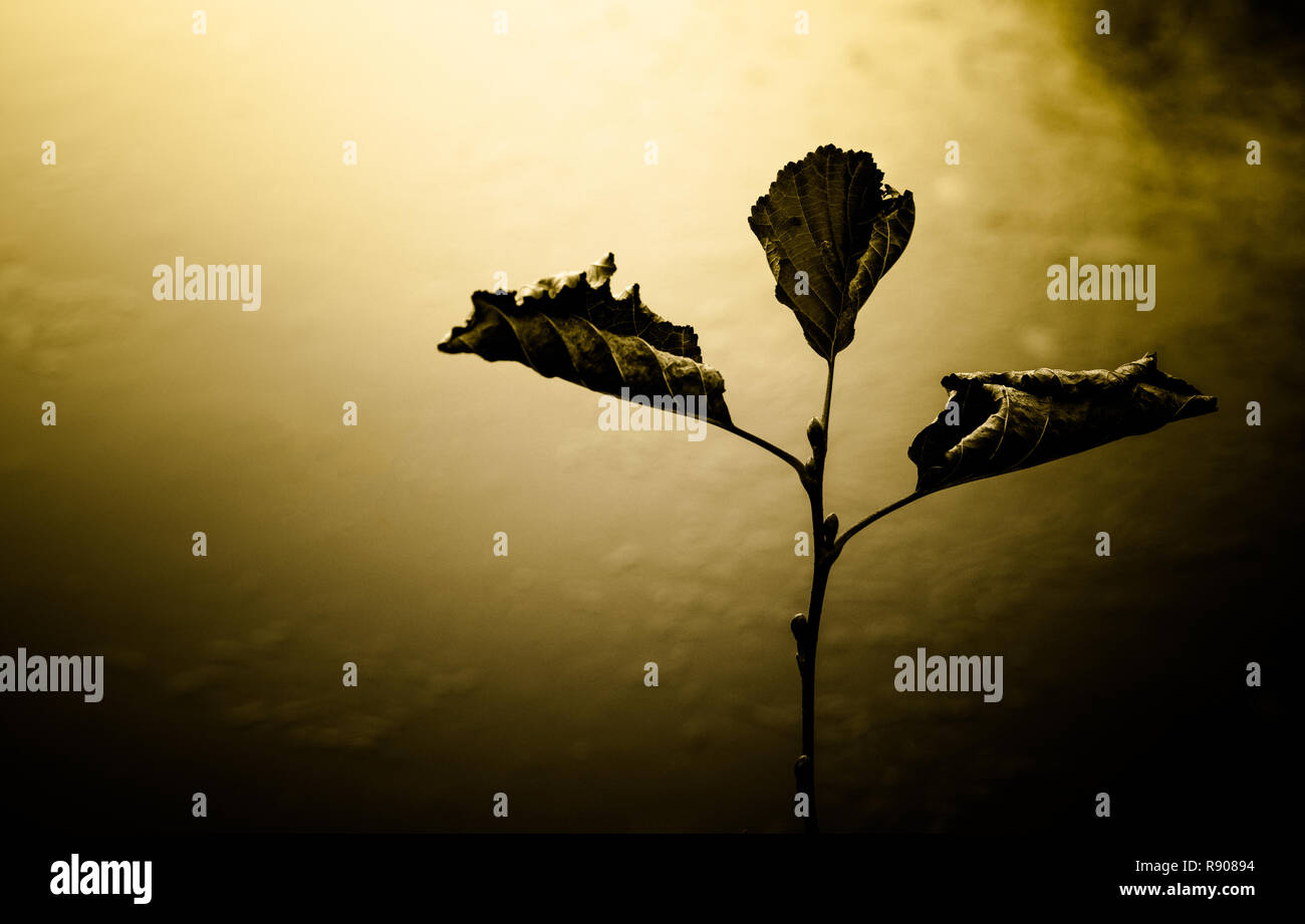 Golden toned image of a plant in front of a blurry lake surface Stock ...