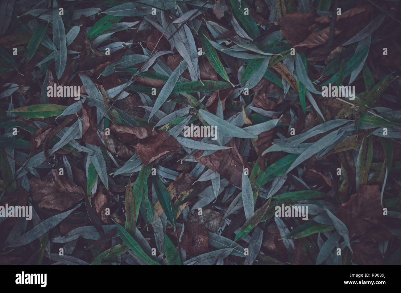 Matte and frozen foliage background Stock Photo - Alamy