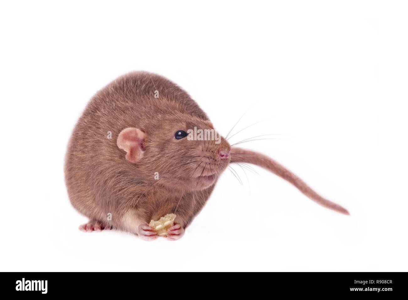 Cute rodent looking sideways and eating food. Isolated on white ...
