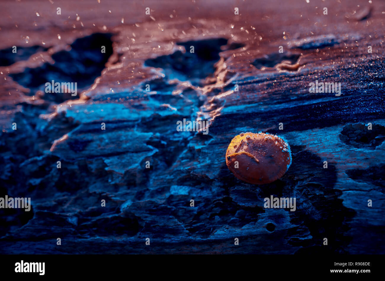 Frozen tree trunk hi-res stock photography and images - Alamy