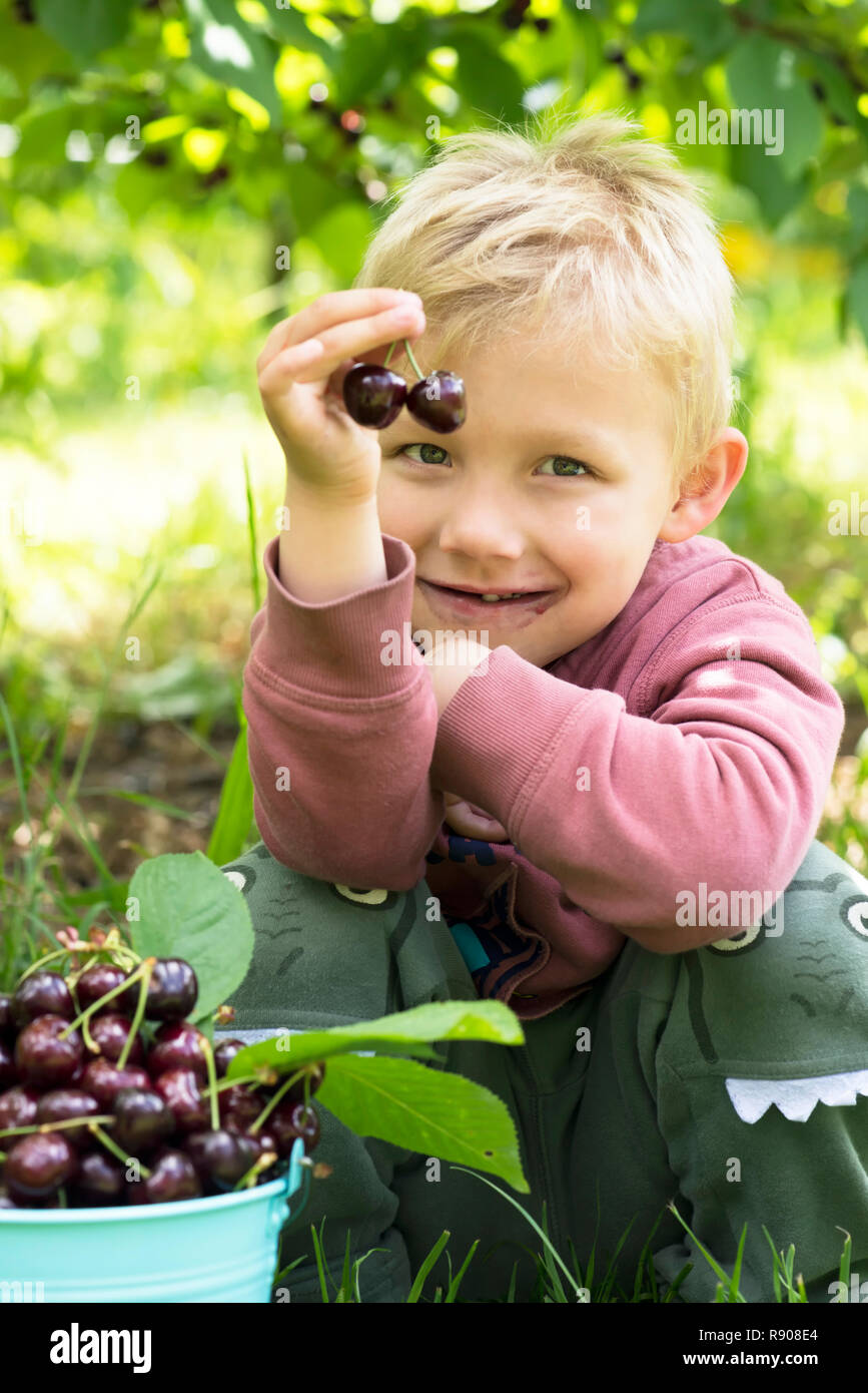 A closeup photo of a boy picking cherries Stock Photo - Alamy