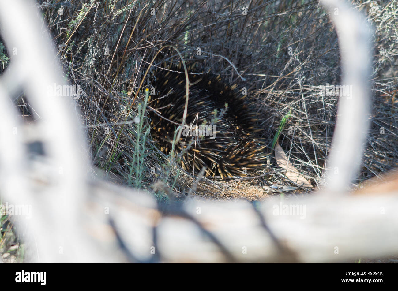 Echidna habitat hi-res stock photography and images - Alamy