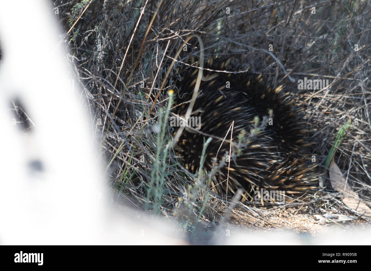 Echidna habitat hi-res stock photography and images - Alamy