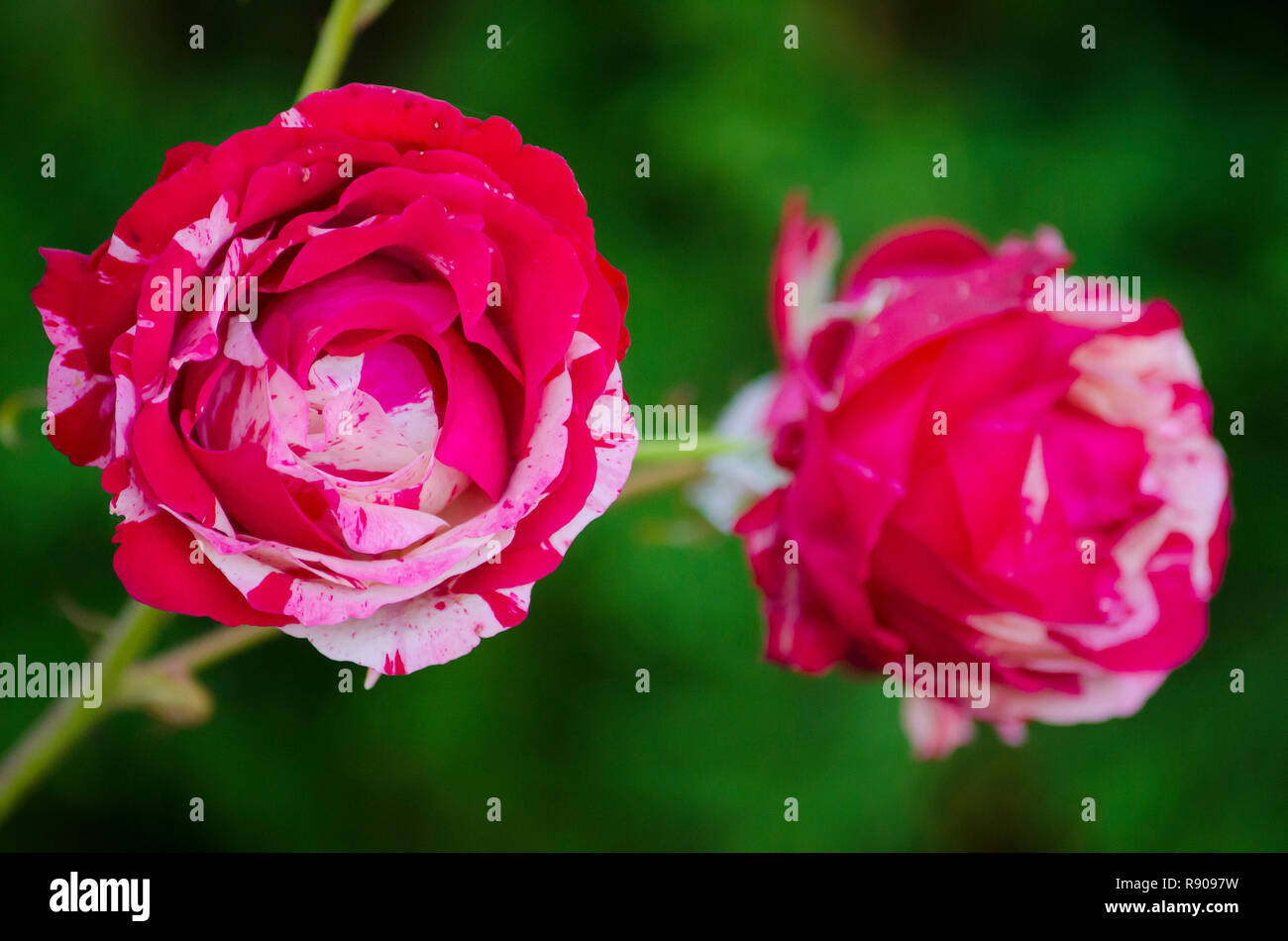 Two Color Roses High Resolution Stock Photography and Images - Alamy