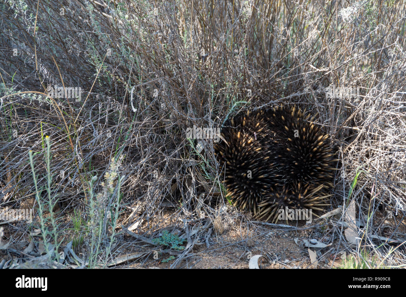 Camouflaged from predators hi-res stock photography and images - Alamy
