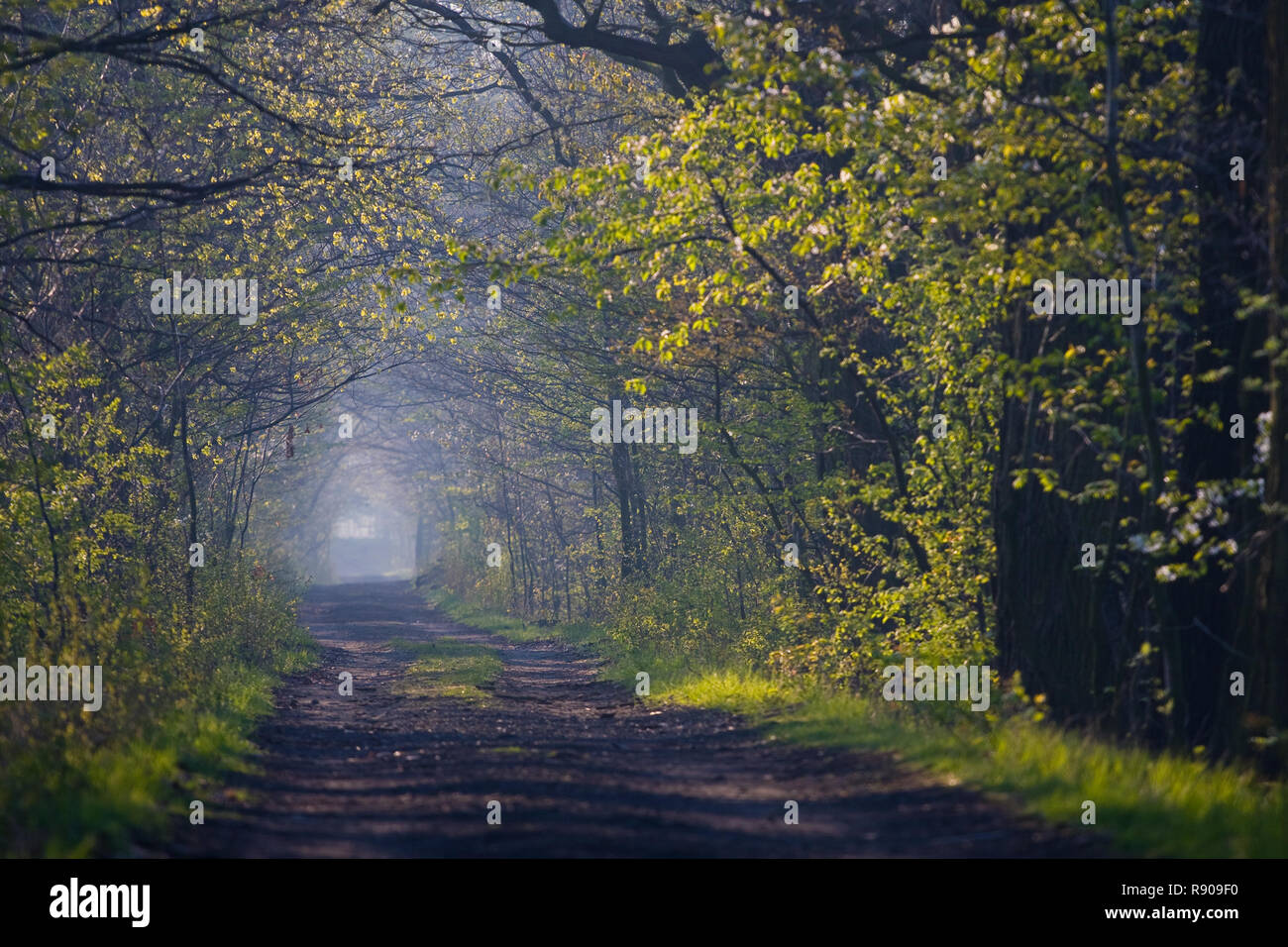 Forest path in spring Stock Photo - Alamy