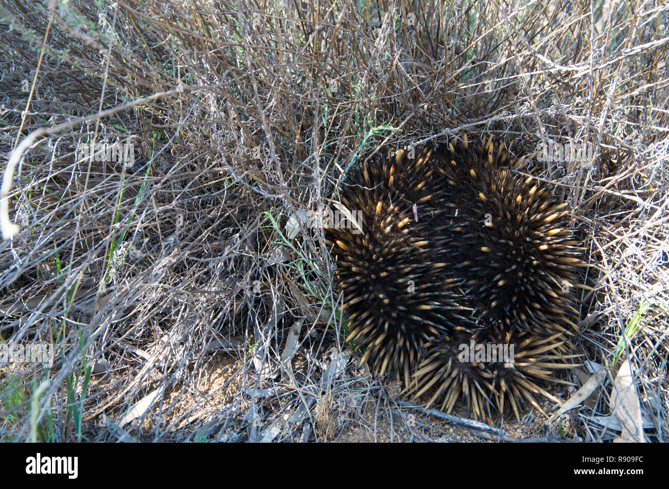 Echidna Curled Into A Ball Hiding In A Long Grass Bush As A Protection From Predators Stock