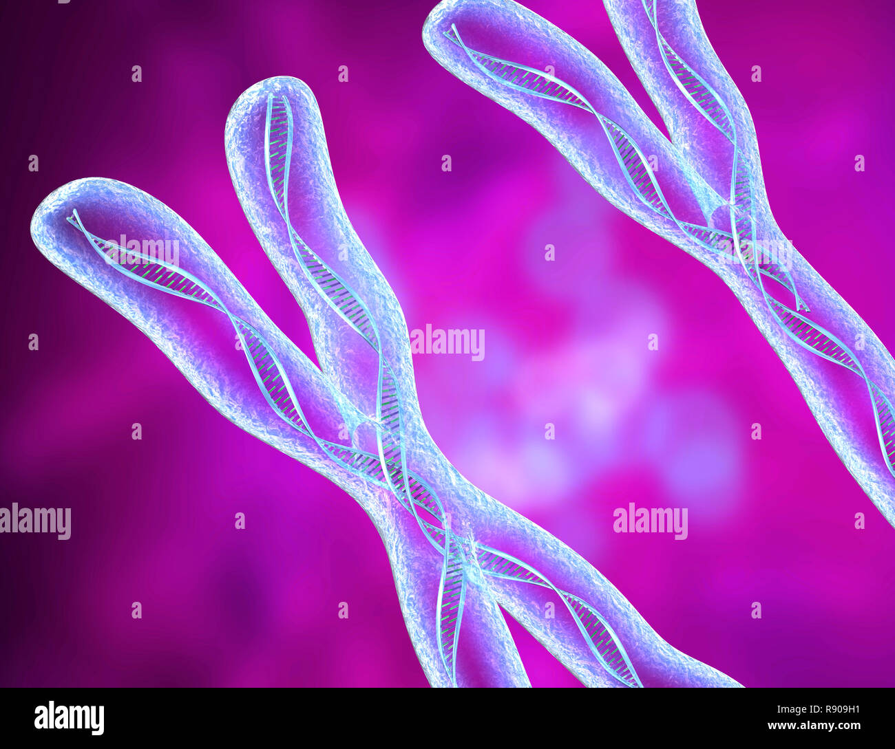 Chromosome x and y, DNA Strands molecule 3D illustration Stock Photo ...