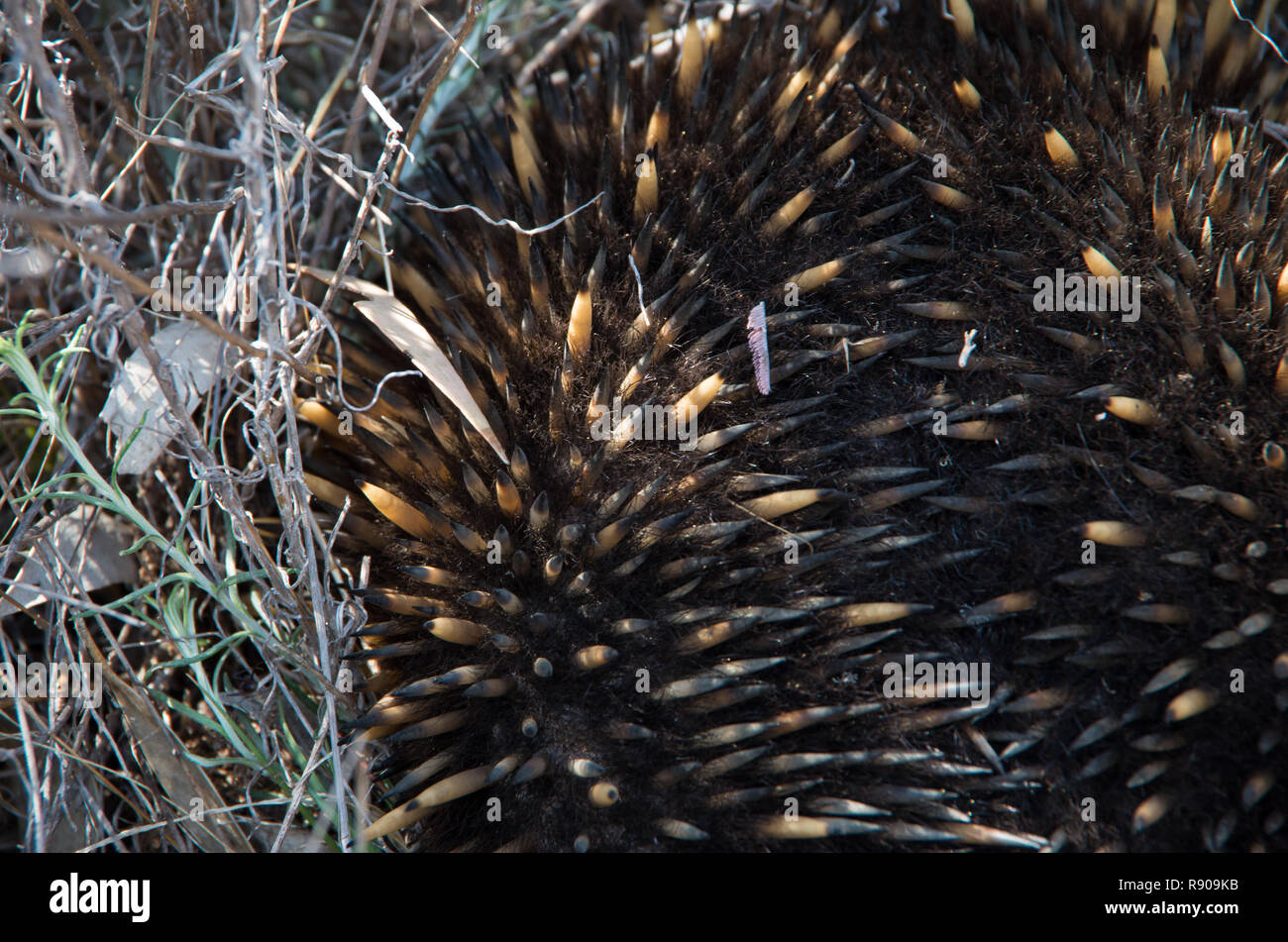 Echidna habitat hi-res stock photography and images - Alamy