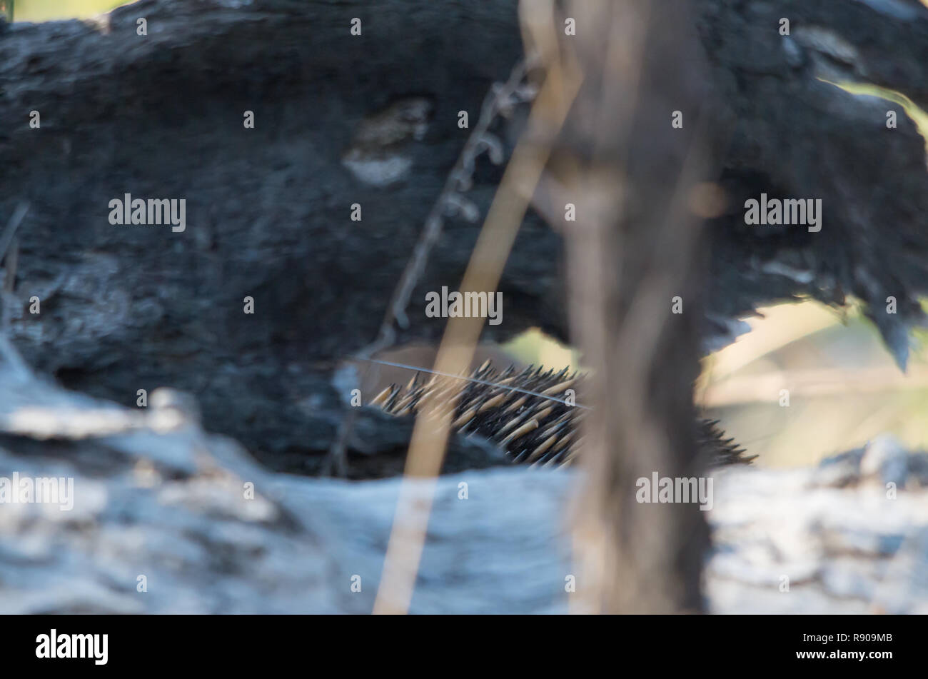 Echidna sneakiing past an opening in an old rotten log in rural new ...