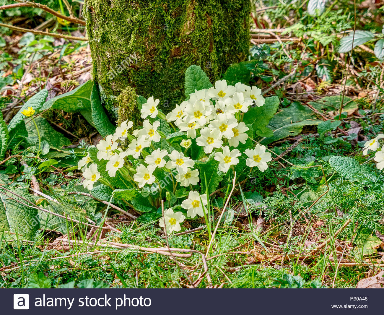Primroses Uk Stock Photos & Primroses Uk Stock Images - Alamy