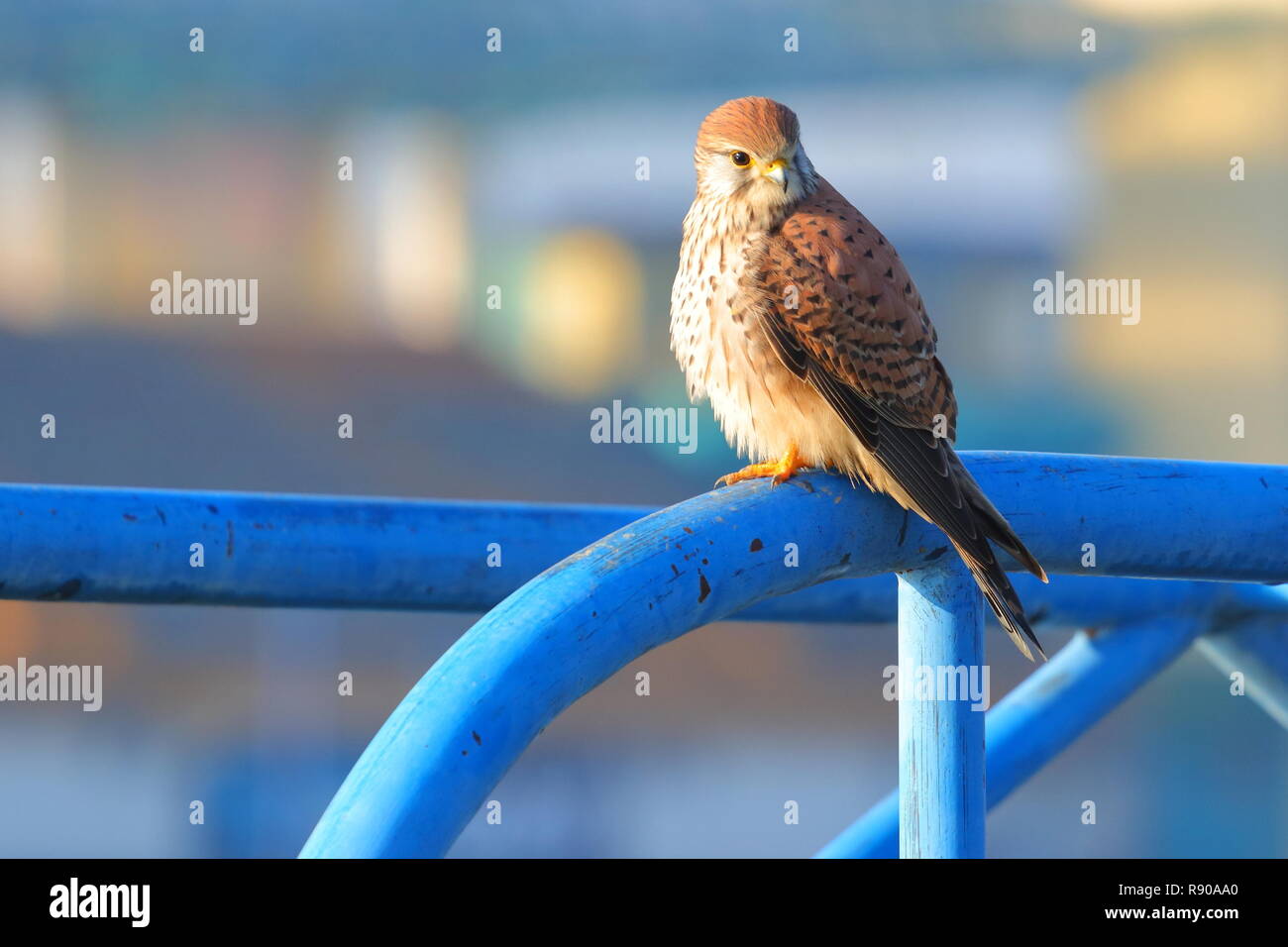 Common kestrel on hunting position Stock Photo - Alamy
