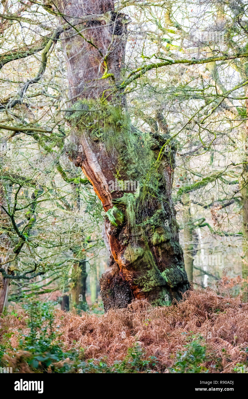 Old decaying oak trees in hi-res stock photography and images - Alamy