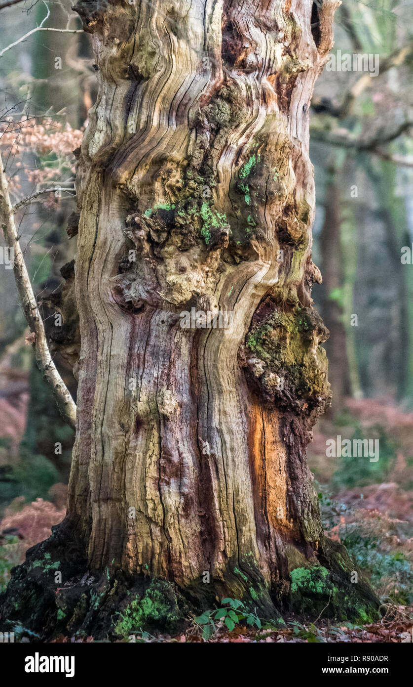 Dead trees uk forest hi-res stock photography and images - Alamy