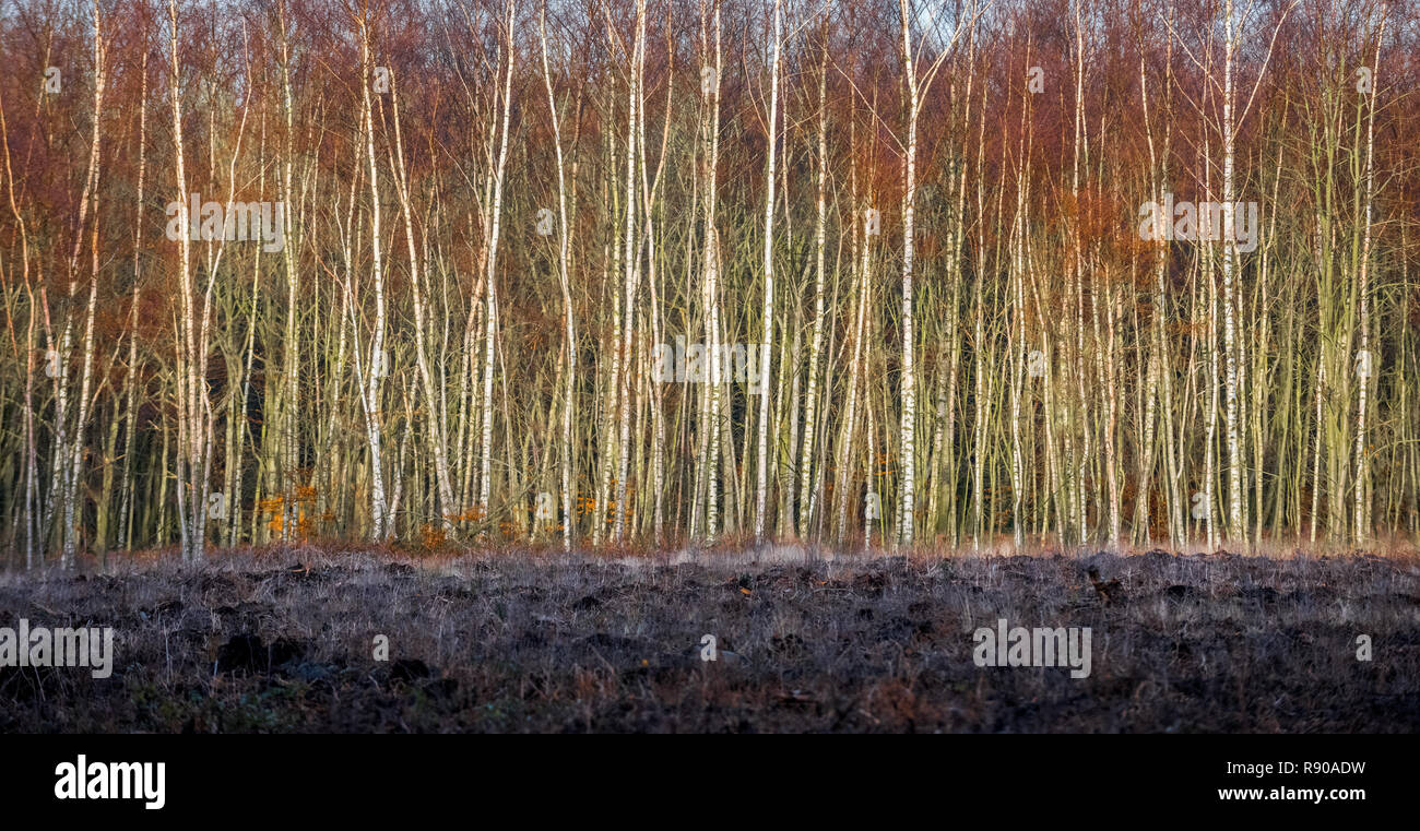 Silver birch trees hi-res stock photography and images - Alamy