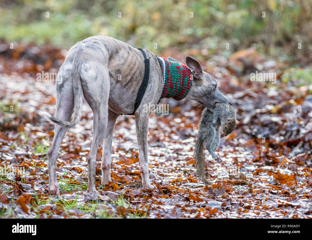 Whippet carrying a dead Grey Squirrel Stock Photo - Alamy