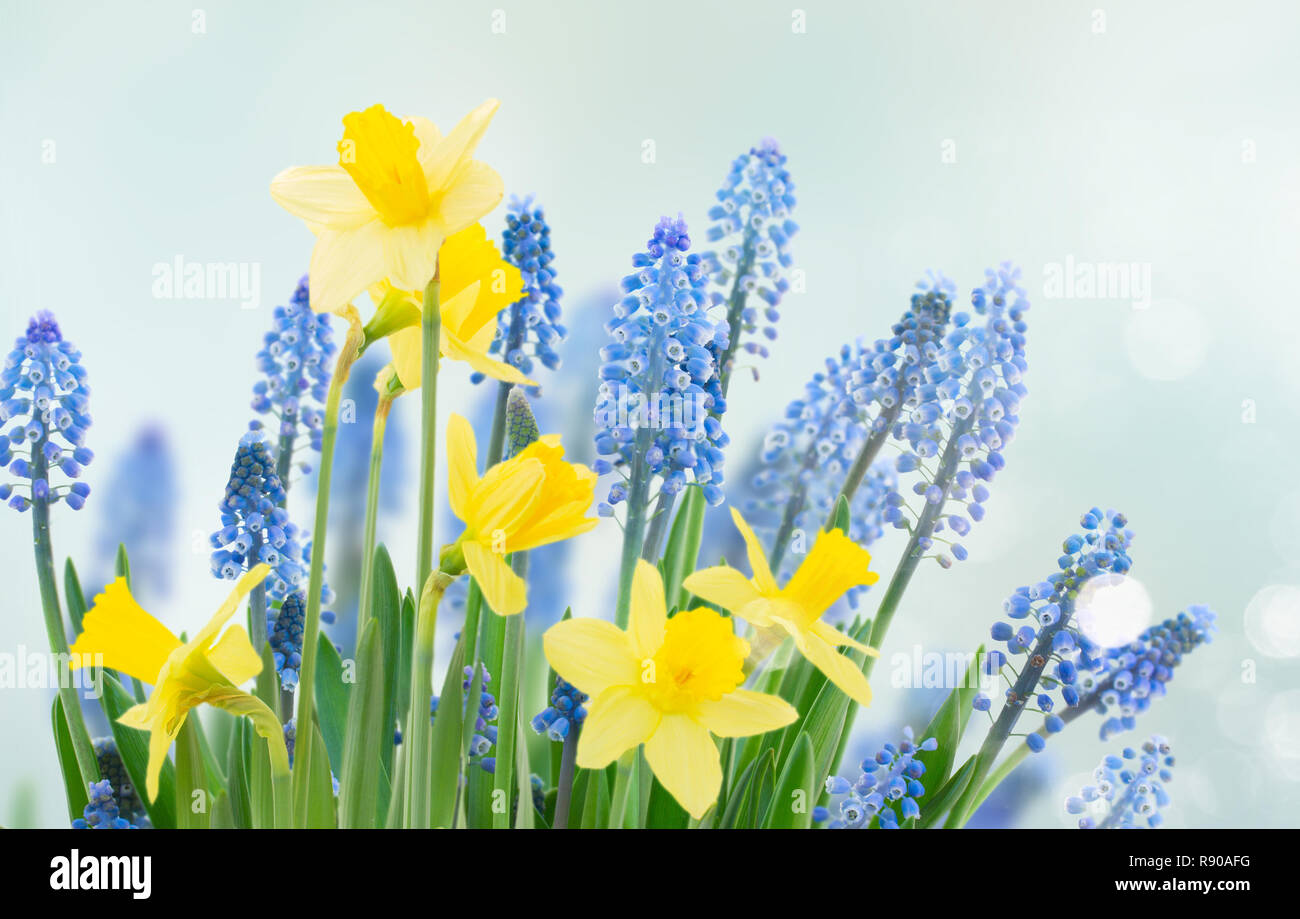 Spring bluebells and daffodils Stock Photo - Alamy