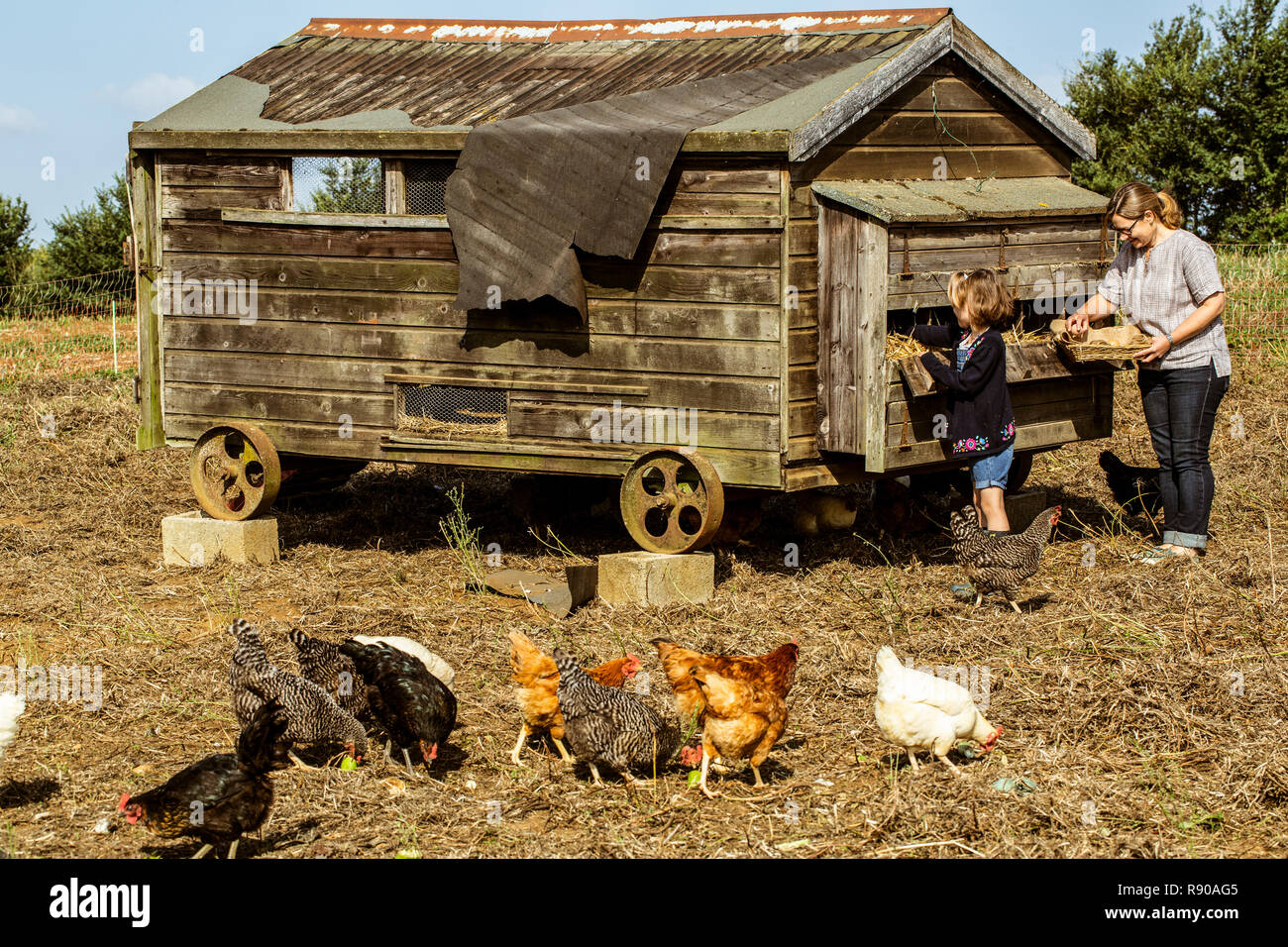 Hen house hi-res stock photography and images - Alamy