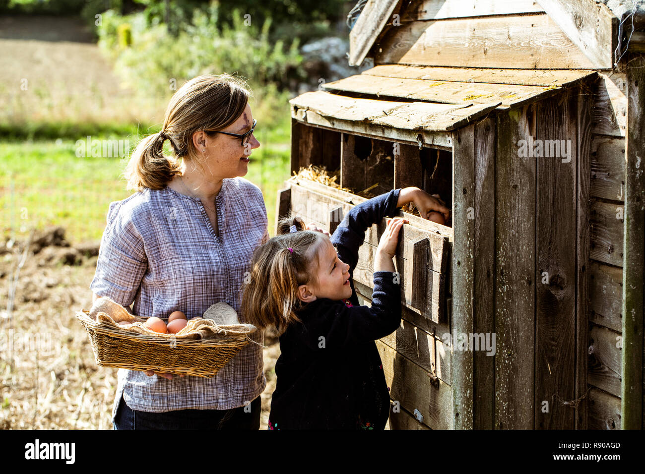 Woman and girl collecting eggs from a chicken house Stock Photo - Alamy