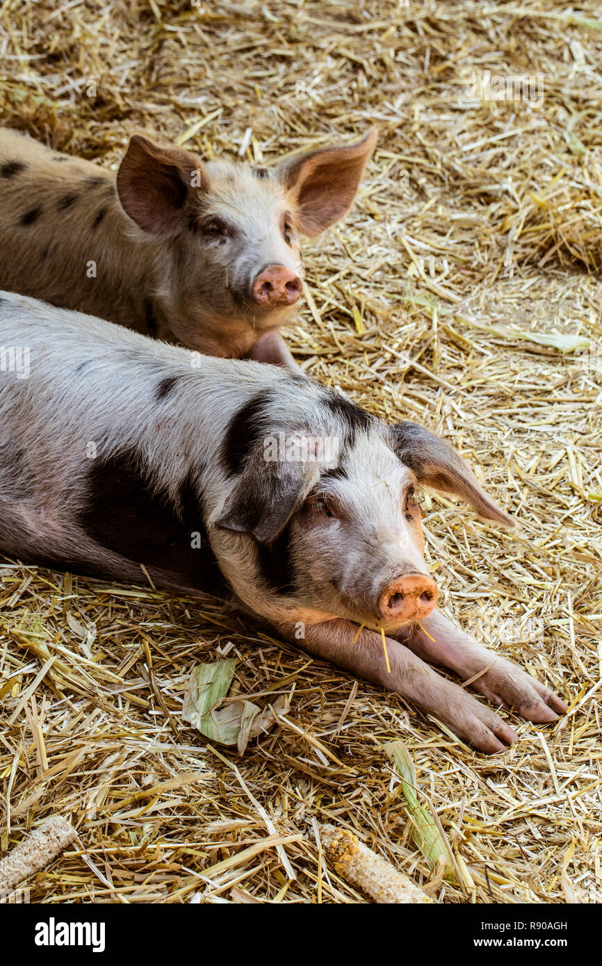 High angle view of two Gloucester Old Spot pigs lying on straw Stock ...