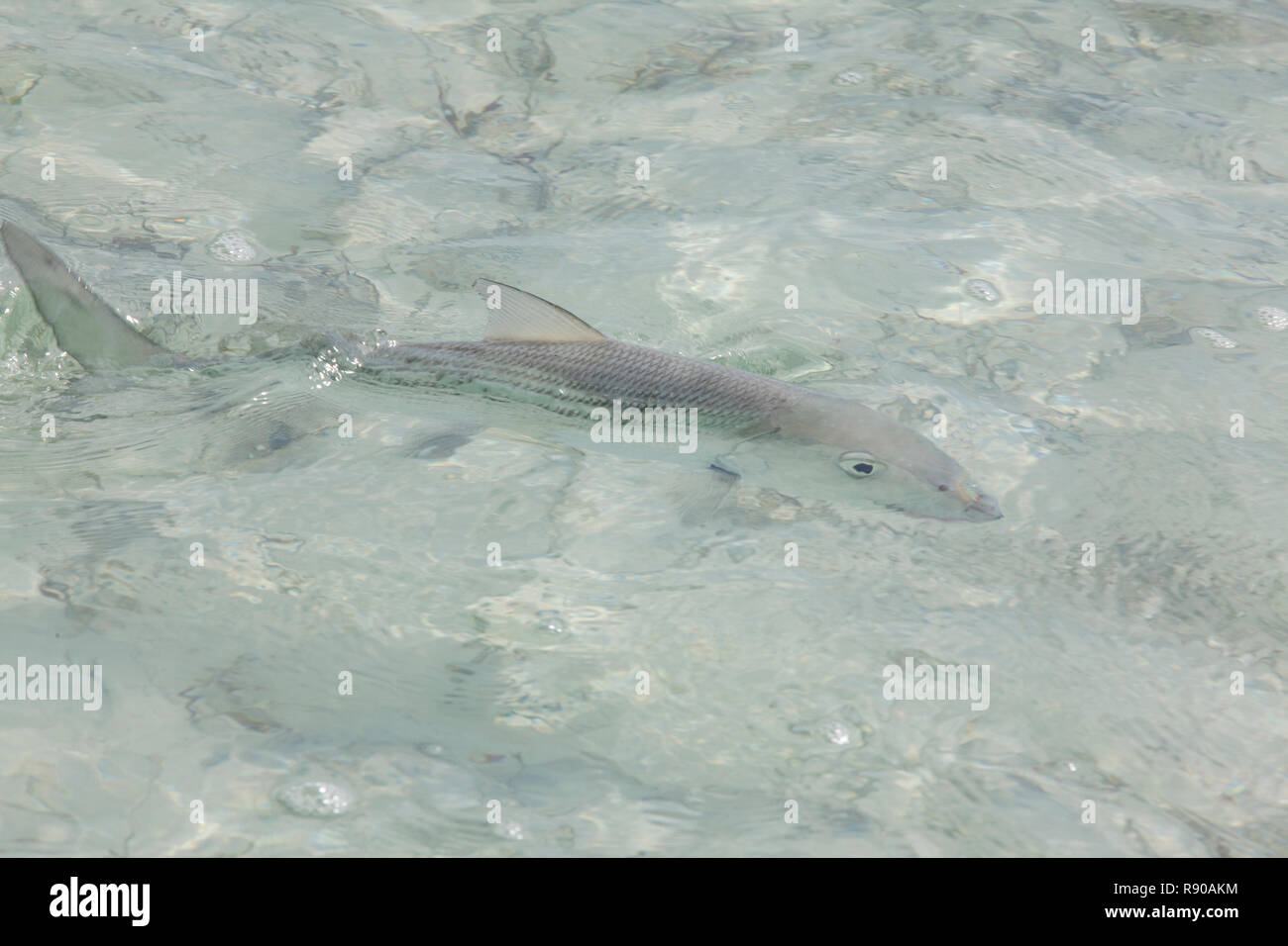 A bonefish swimming in clear shallow salt water near Havana, Cuba Stock ...
