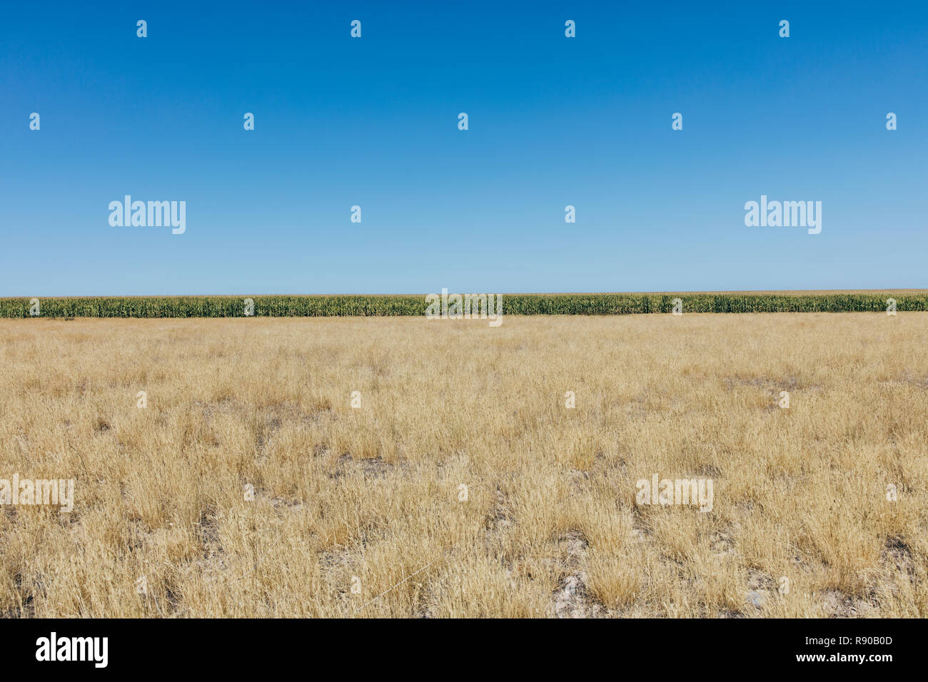 Vast field of corn, grasslands in foreground Stock Photo - Alamy