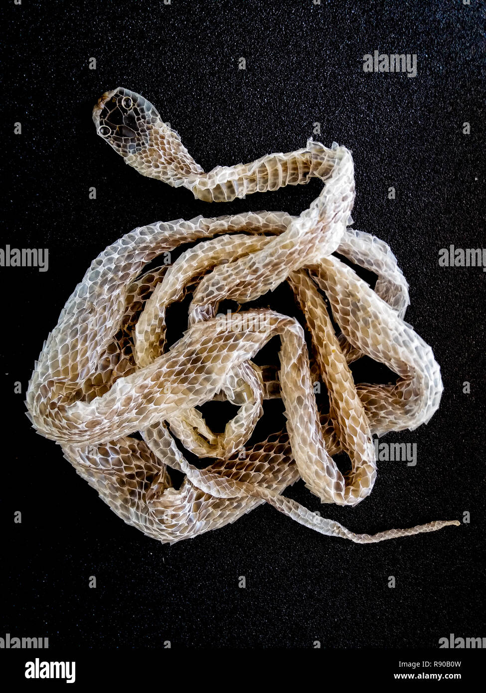 The skin (from skin change, ecdise) of a Brazilian serpent genus ...