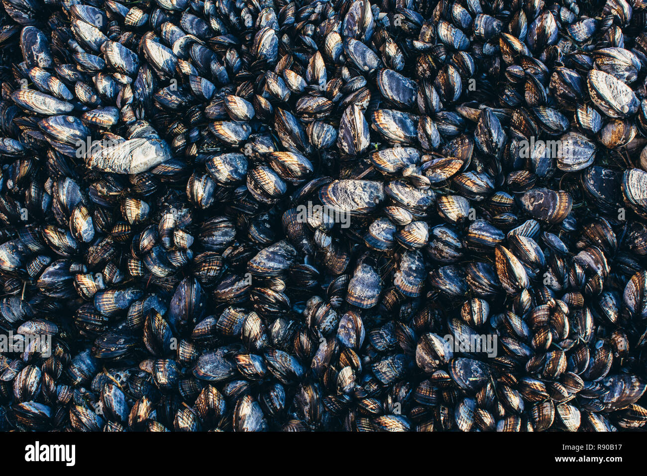 Close up of dense grouping of mussels (shellfish), McClures Beach ...