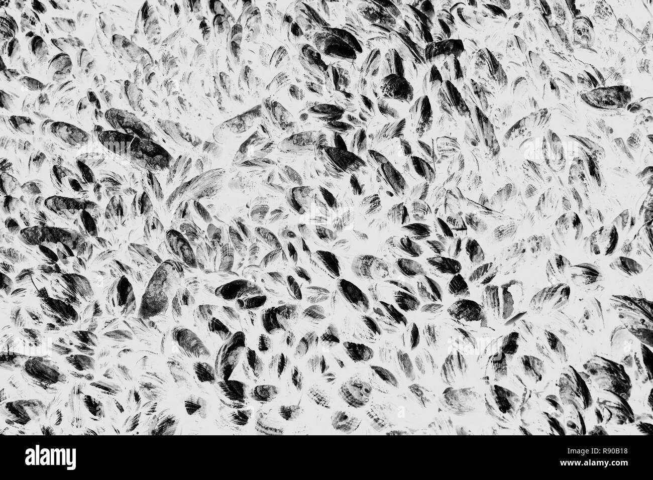 Close up of dense grouping of mussels (shellfish), McClures Beach ...