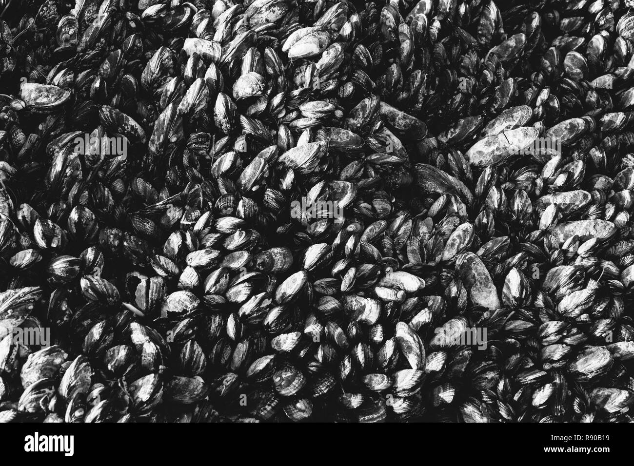 Close up of dense grouping of mussels (shellfish), McClures Beach ...