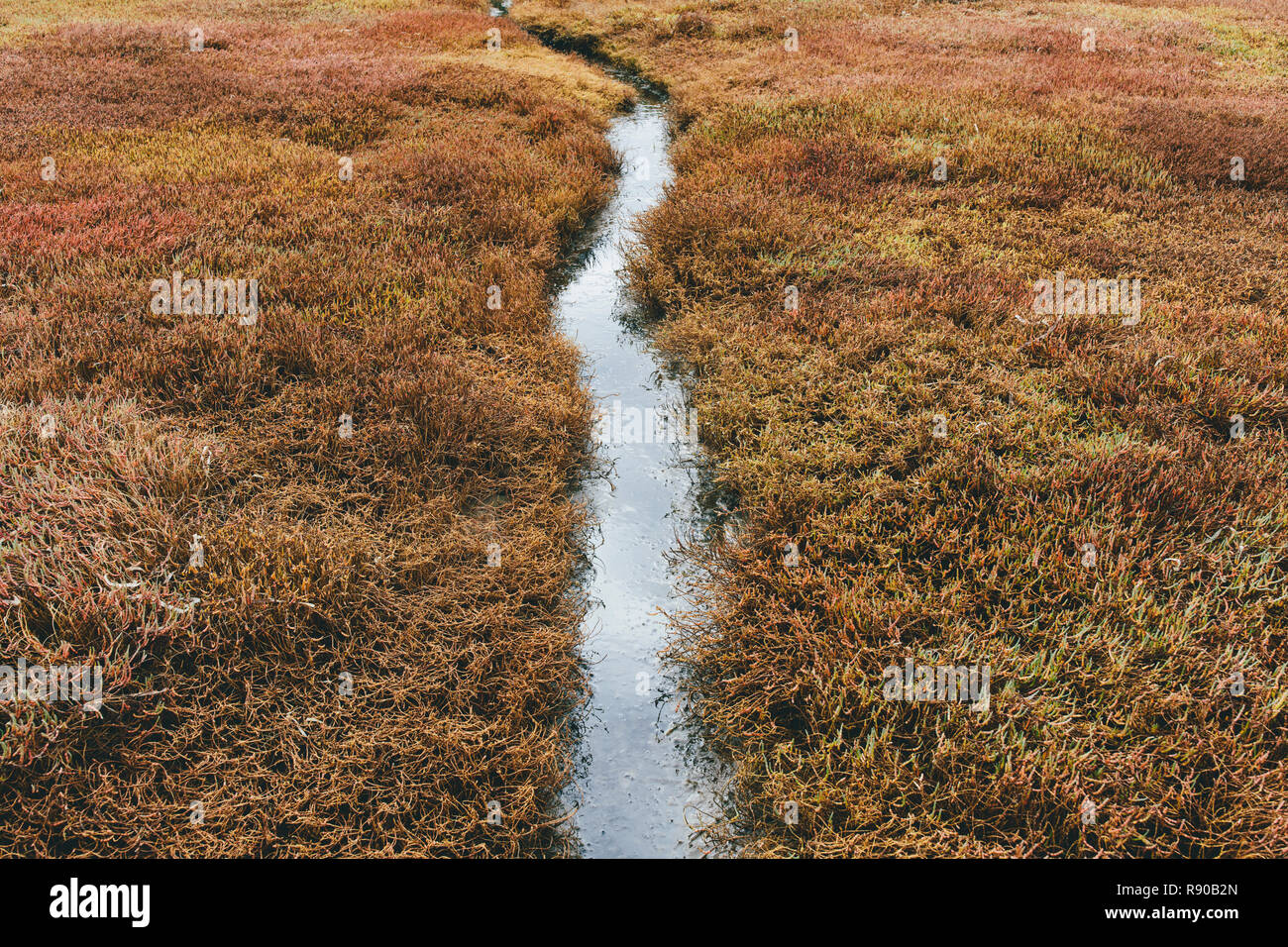 Detail of intertidal wetlands and water channels, Drakes Estero, Pt ...