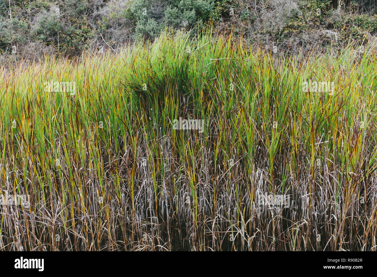 Marsh grasses along Drakes Estero, Point Reyes National Seashore ...