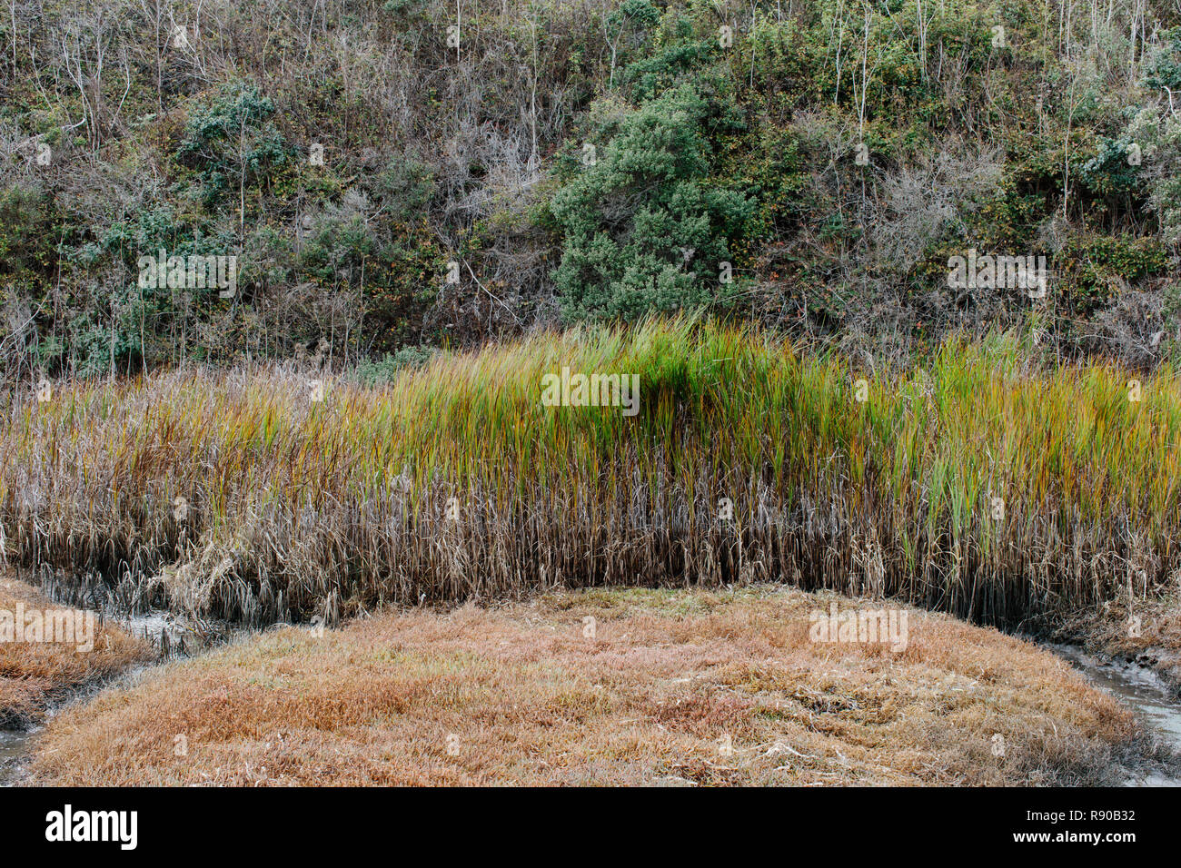 Marsh grasses along Drakes Estero, Point Reyes National Seashore ...