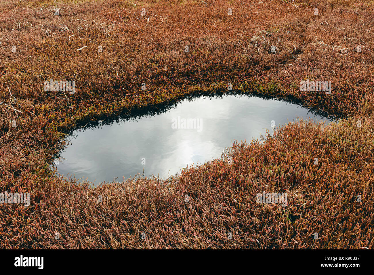 Intertidal pool of standing water with marsh grasses, dusk, Drakes ...