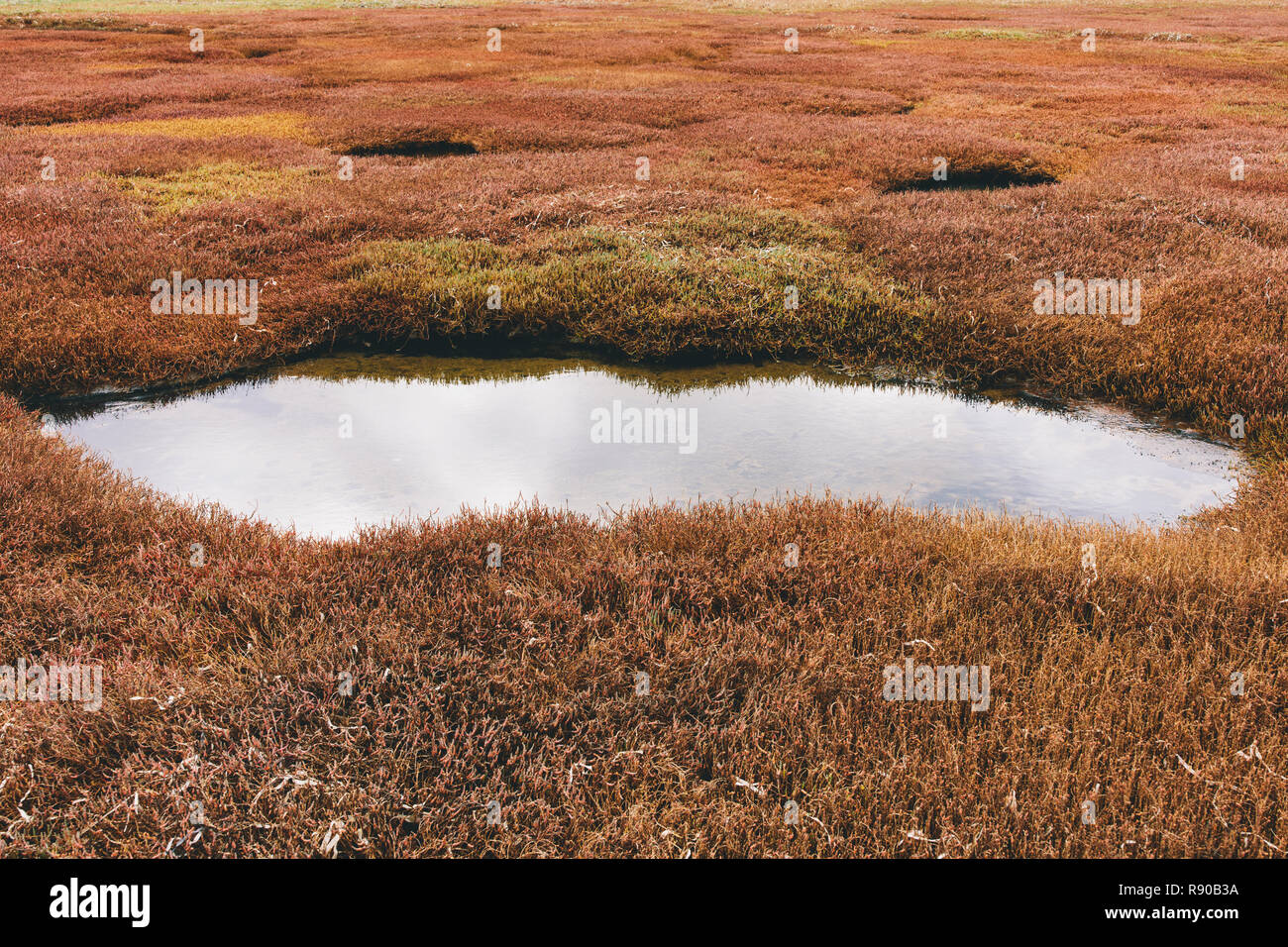 Intertidal pool of standing water with marsh grasses, dusk, Drakes ...