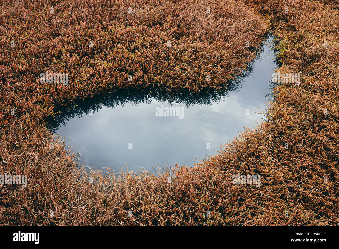 Intertidal pool of standing water with marsh grasses, dusk, Drakes ...