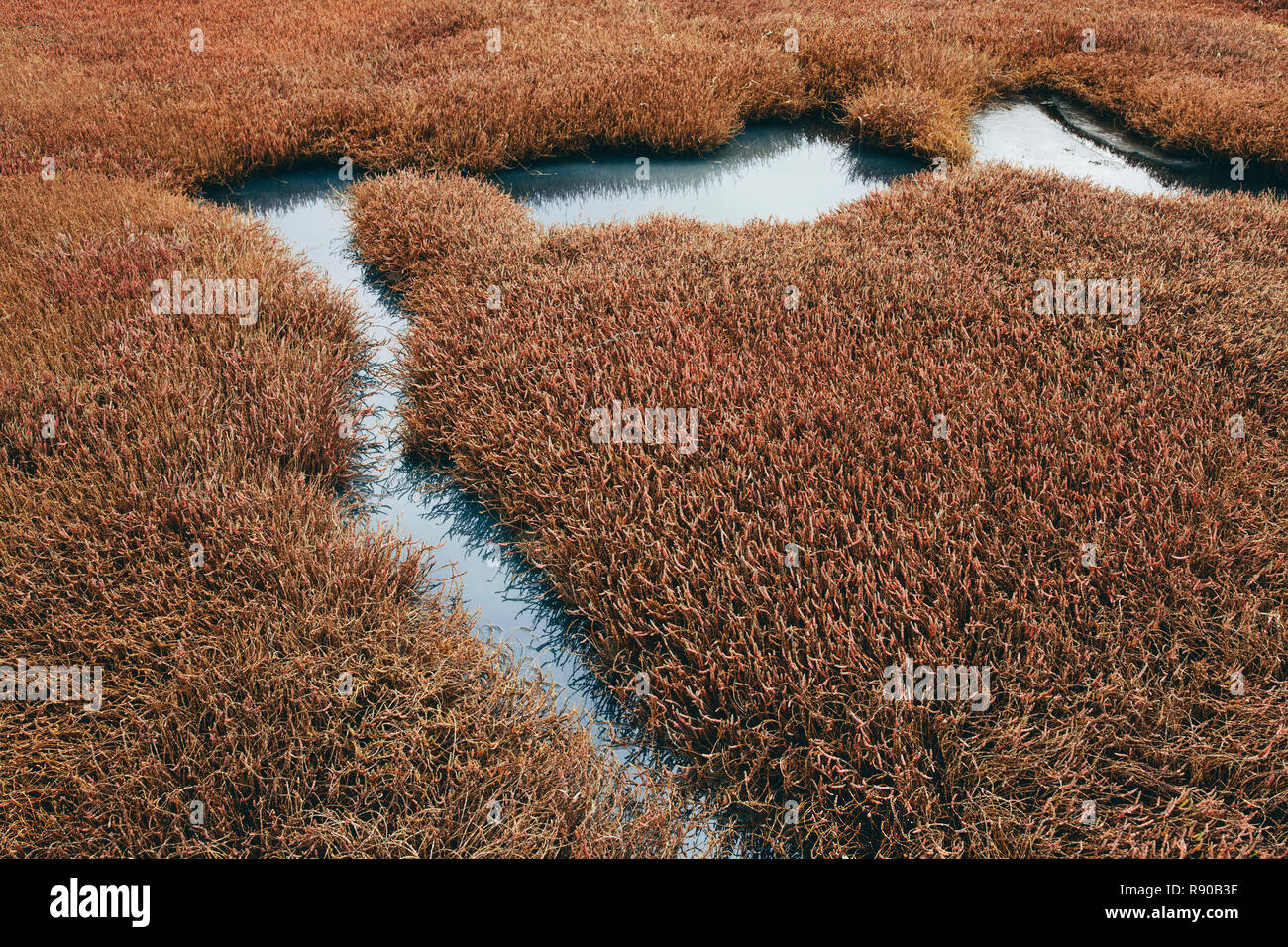 Intertidal pool of standing water with marsh grasses, dusk, Drakes ...