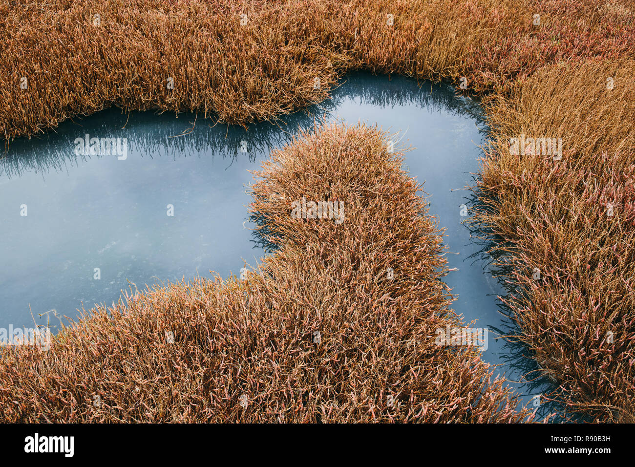 Intertidal pool of standing water with marsh grasses, dusk, Drakes ...